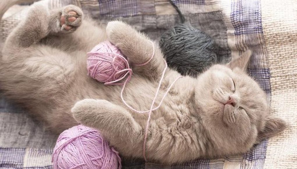 Οι γάτες χωρίζονται σε 5 κατηγορίες χαρακτήρα - katoikidio ...